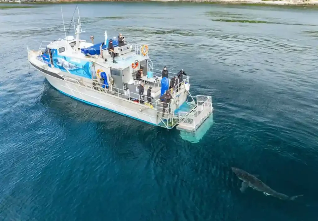 Massive Great White Shark Follows Boat Off Bluff as 5.8m ‘Big Gal ...